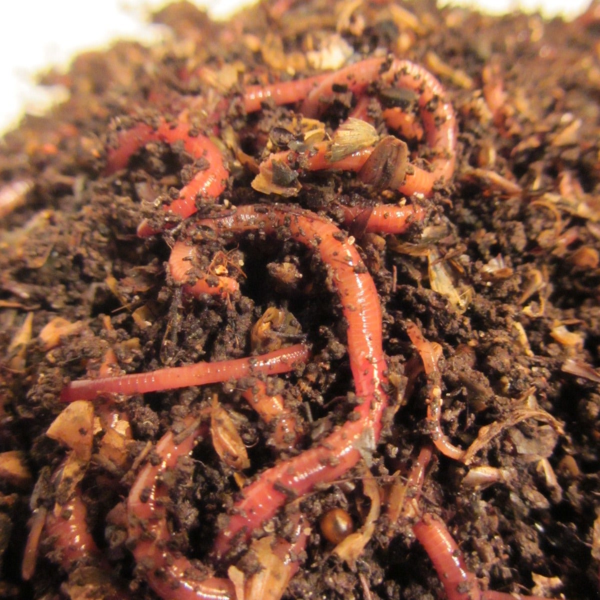 Multi-Gen Worm Mix | Prairie Worm Works
